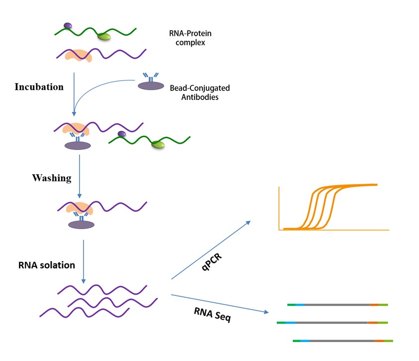 技术服务-RIP RNA 结合蛋白免疫共沉淀