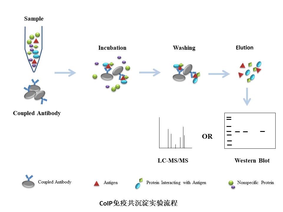 技术服务-CoIP免疫共沉淀