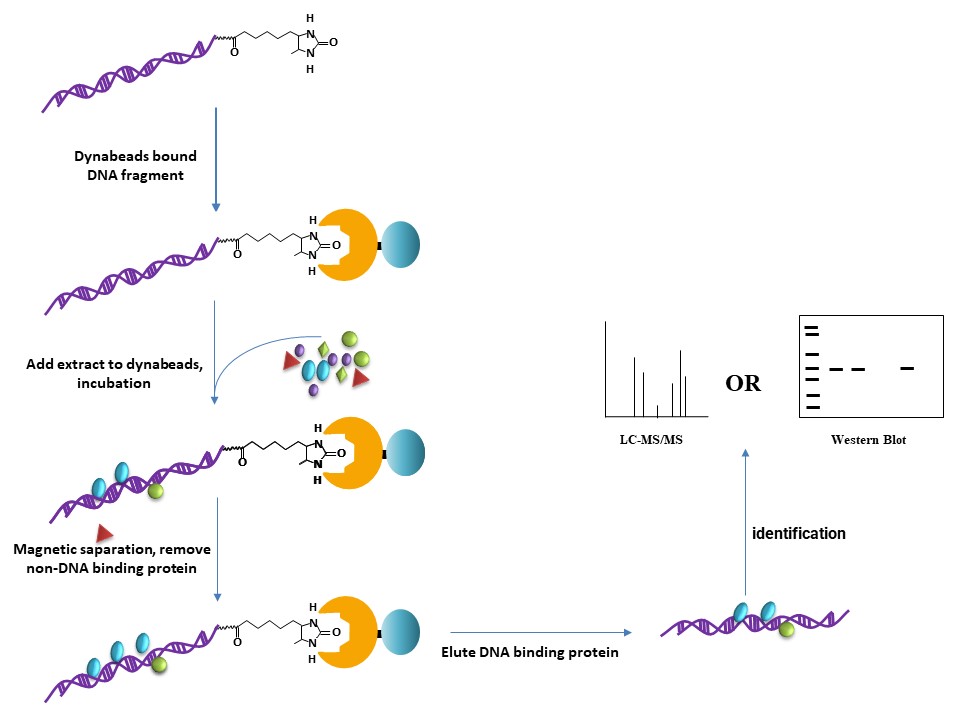 技术服务-DNA Pull down