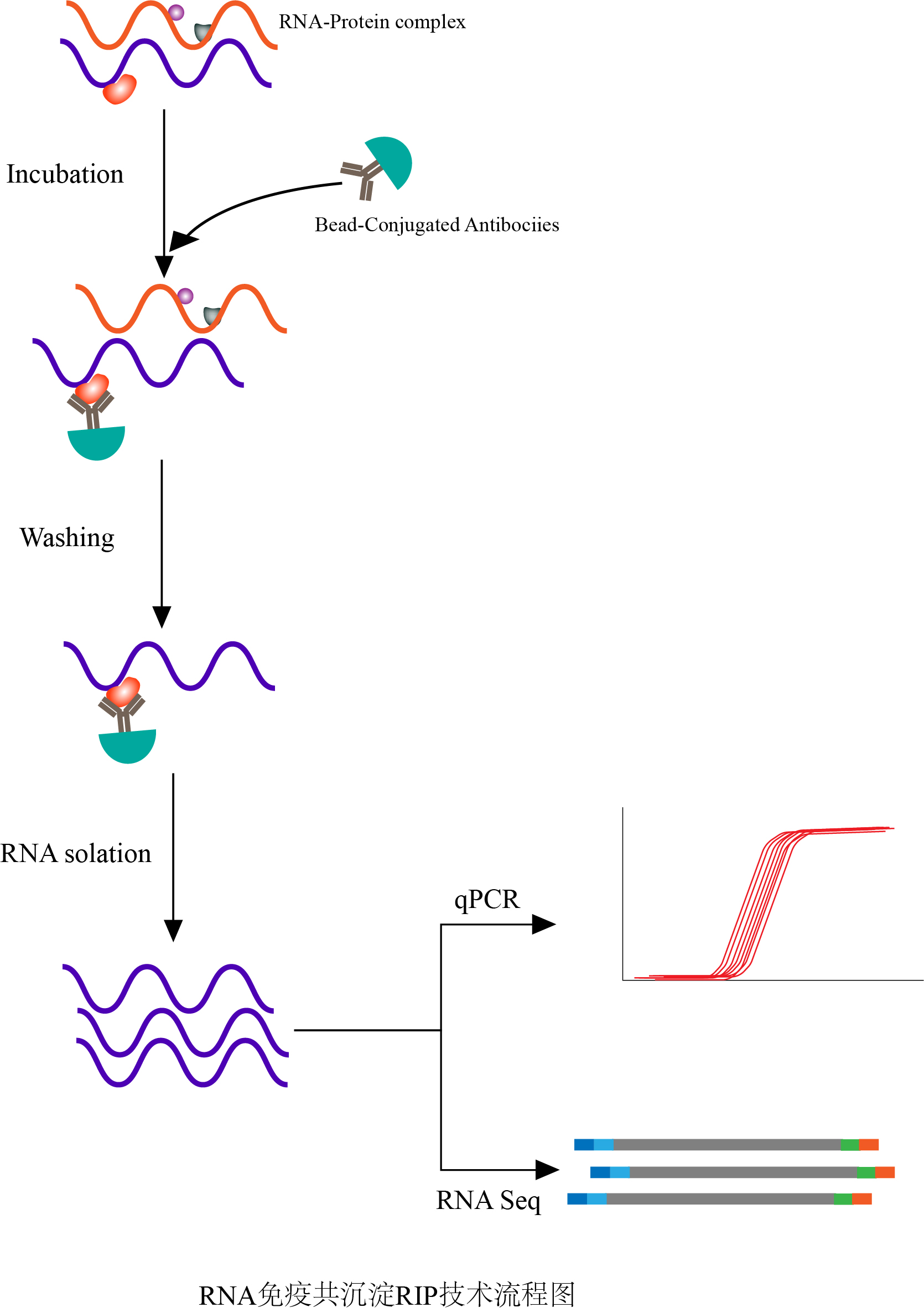 技术服务-RNA 结合蛋白免疫共沉淀RIP